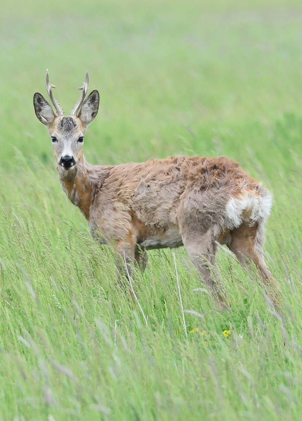 Ree - Wildhandel Pieters L&C